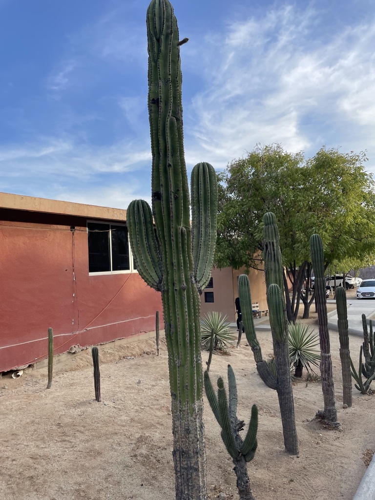 Mexican Giant Cactus from Universidad Autónoma de Baja California Sur ...