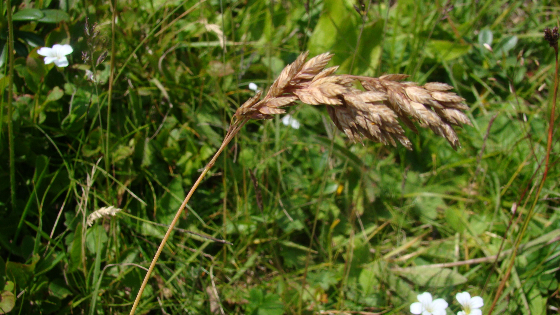 Poa badensis Haenke ex Willd.