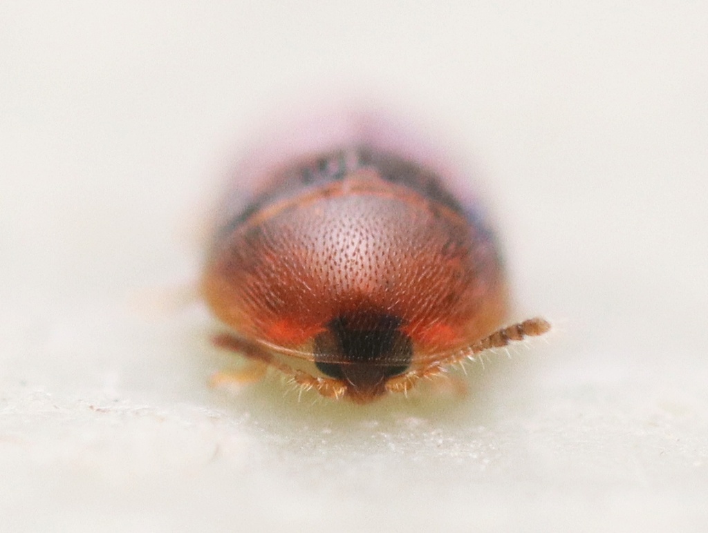 Lady, Fungus, Scavenger, and Bark Beetles from Ruawai, New Zealand on ...