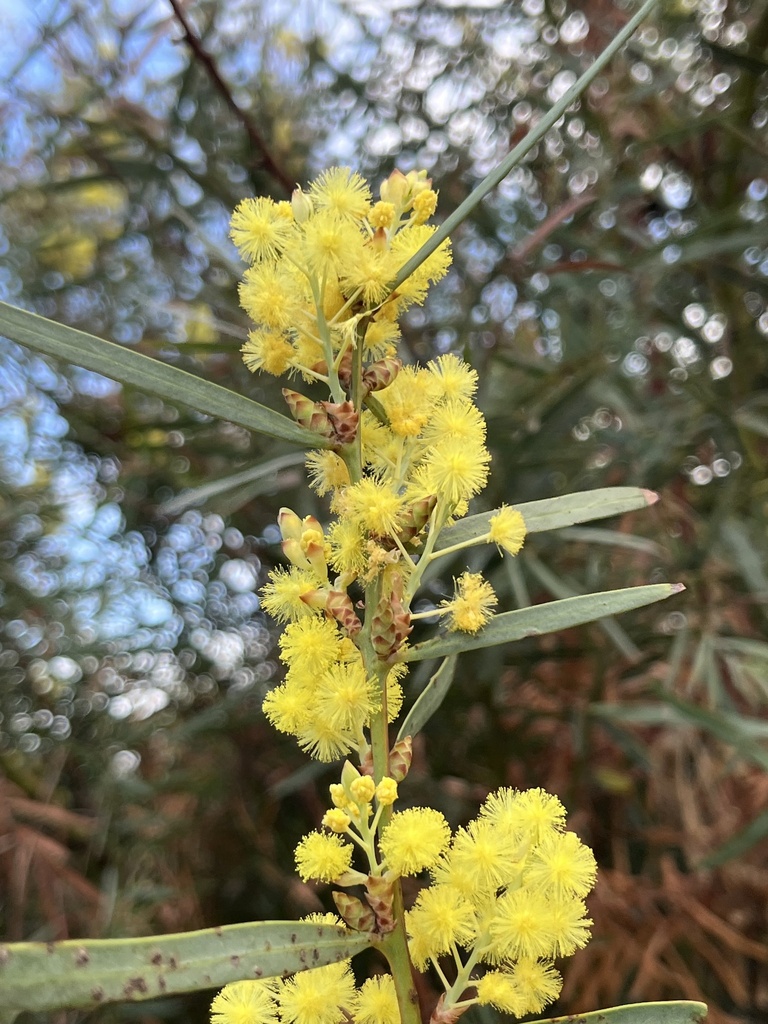 Flinders Range Wattle from Browns Reserve, Aspendale, VIC, AU on April ...