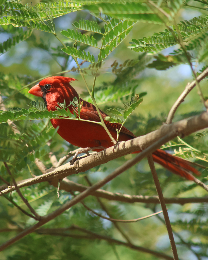 Northern Cardinal from Culiacán, Sin., México on April 25, 2025 at 02: ...