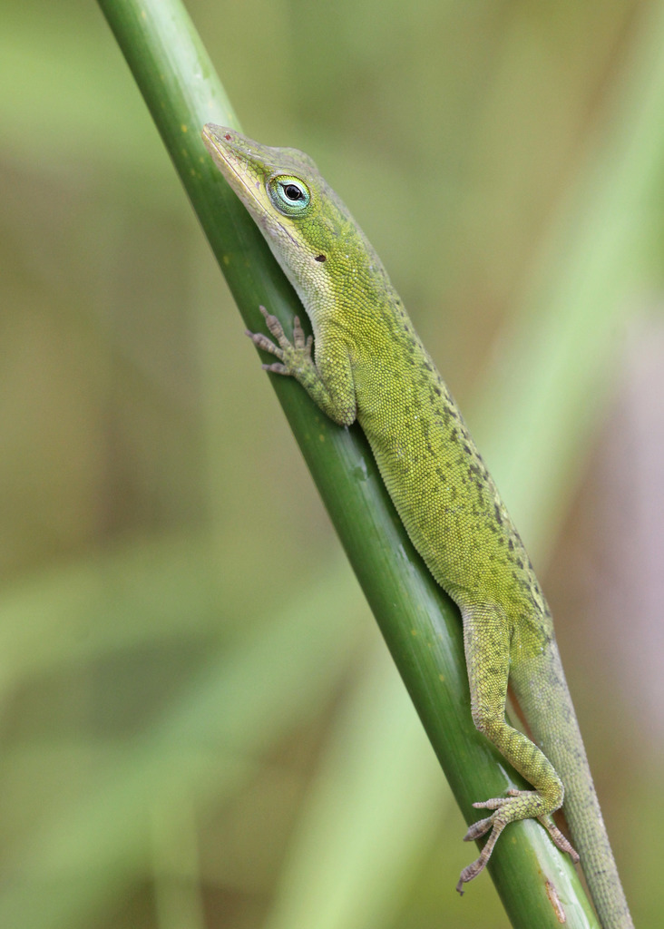 Green Anole (Anolis carolinensis) (Wildlife of the United States ...