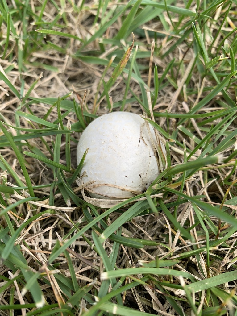 True Puffballs from Pineridge Park, Calgary, AB, CA on August 28, 2019 ...