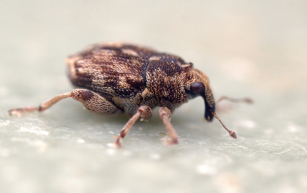 Portulaca leafmining weevil from Ruawai, New Zealand on April 21, 2025 ...
