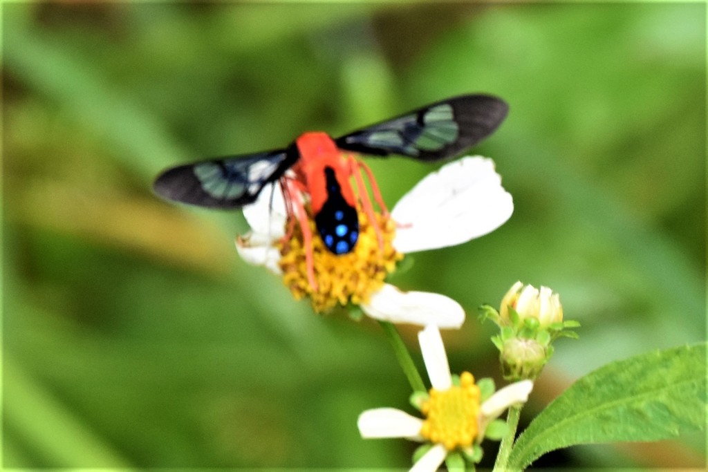 Scarlet-bodied Wasp Moth from 3716 Morgan Combee Rd, Lakeland, FL 33801 ...