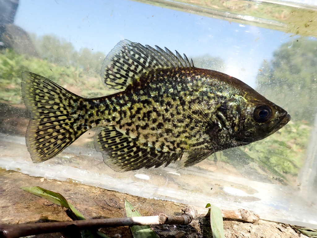 Black Crappie (Fish of Winchendon Massachusetts USA) · iNaturalist
