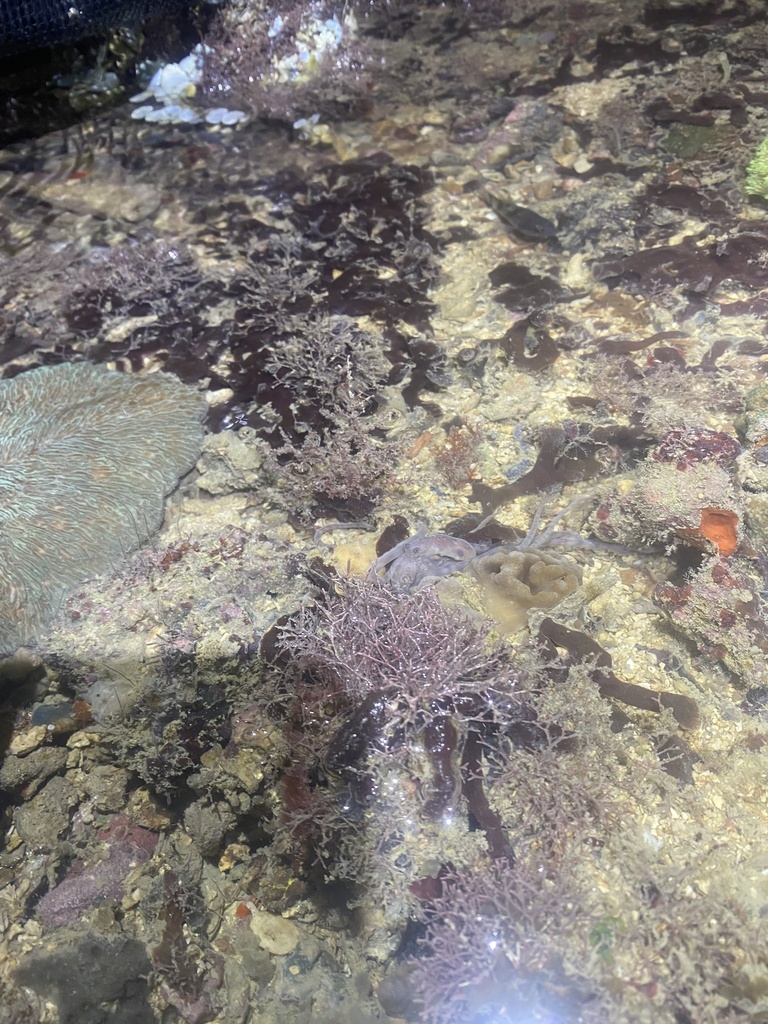 Banded Stringarm Octopus in April 2025 by Josh Magro · iNaturalist