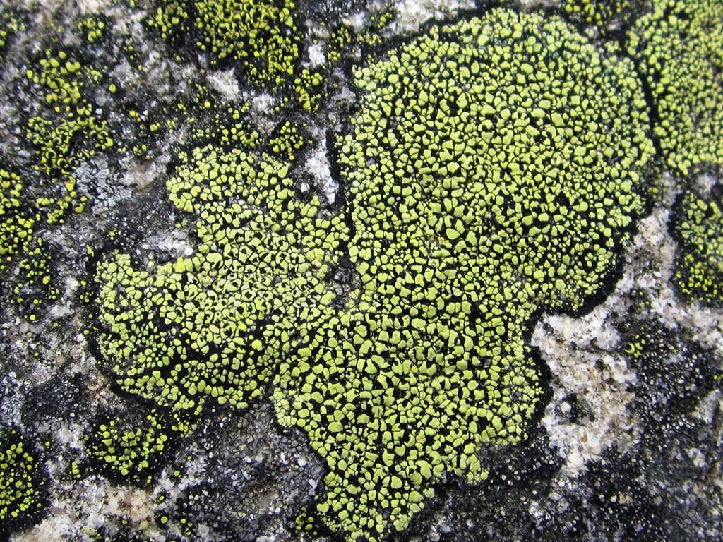 yellow map lichen (Fungi of southern Africa) · iNaturalist