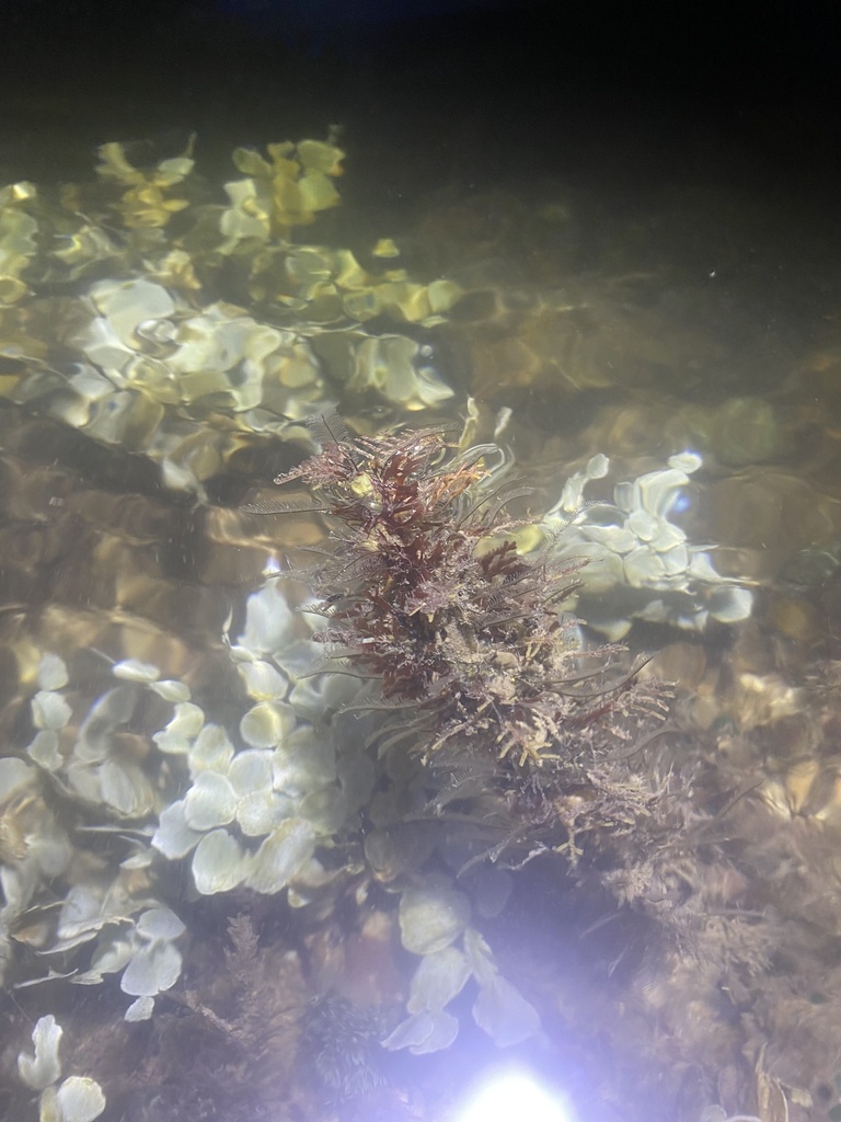Thecate Hydroids in April 2025 by Josh Magro · iNaturalist
