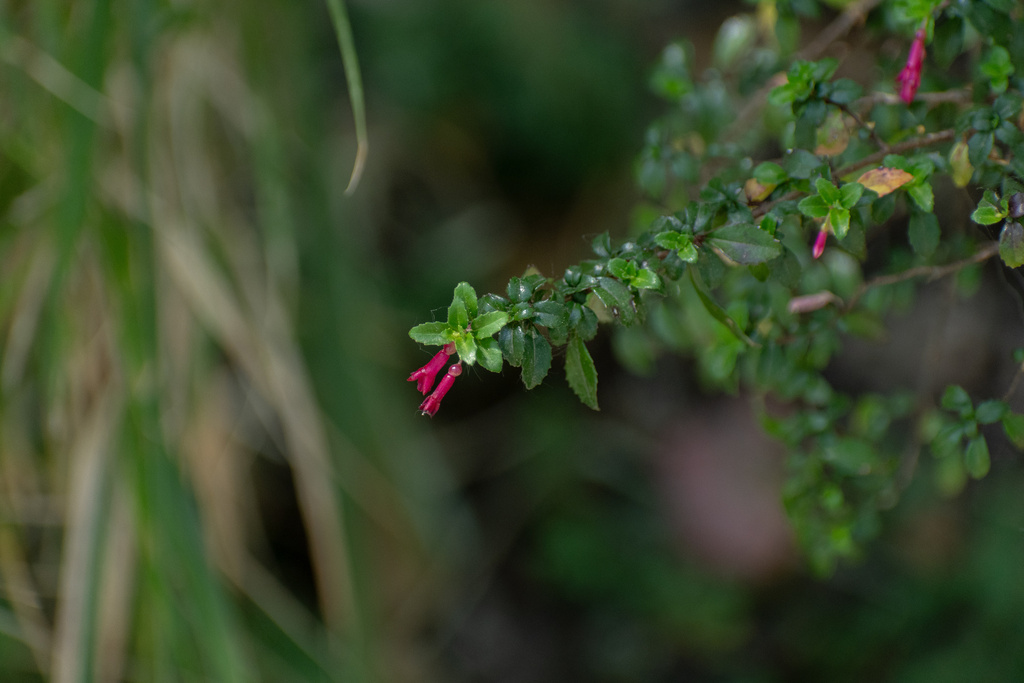 Small leaf fuchsia from Calle Cacaloac, Álvaro Obregón, CDMX, MX on ...