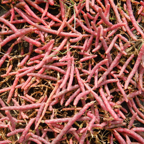 Boreal Saltwort (Salicornia borealis) · iNaturalist