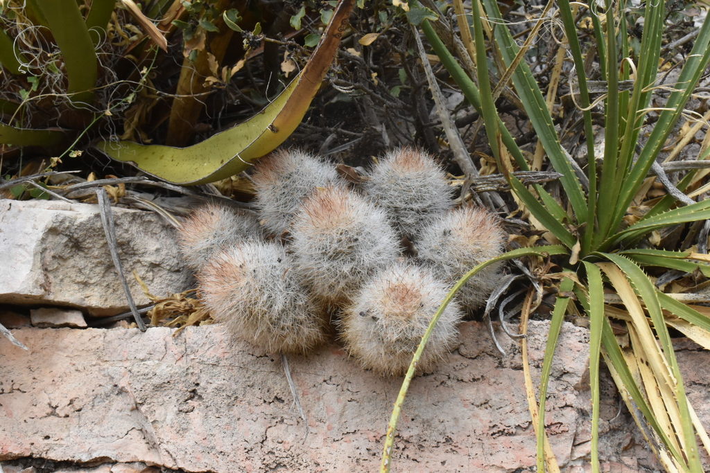 Duncan's Foxtail Cactus in August 2019 by Joey Santore · iNaturalist
