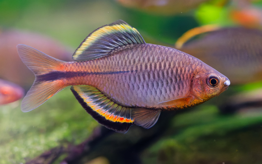 Paratanakia chii in April 2025 by Zinogre. 漳州采集的个体 · iNaturalist