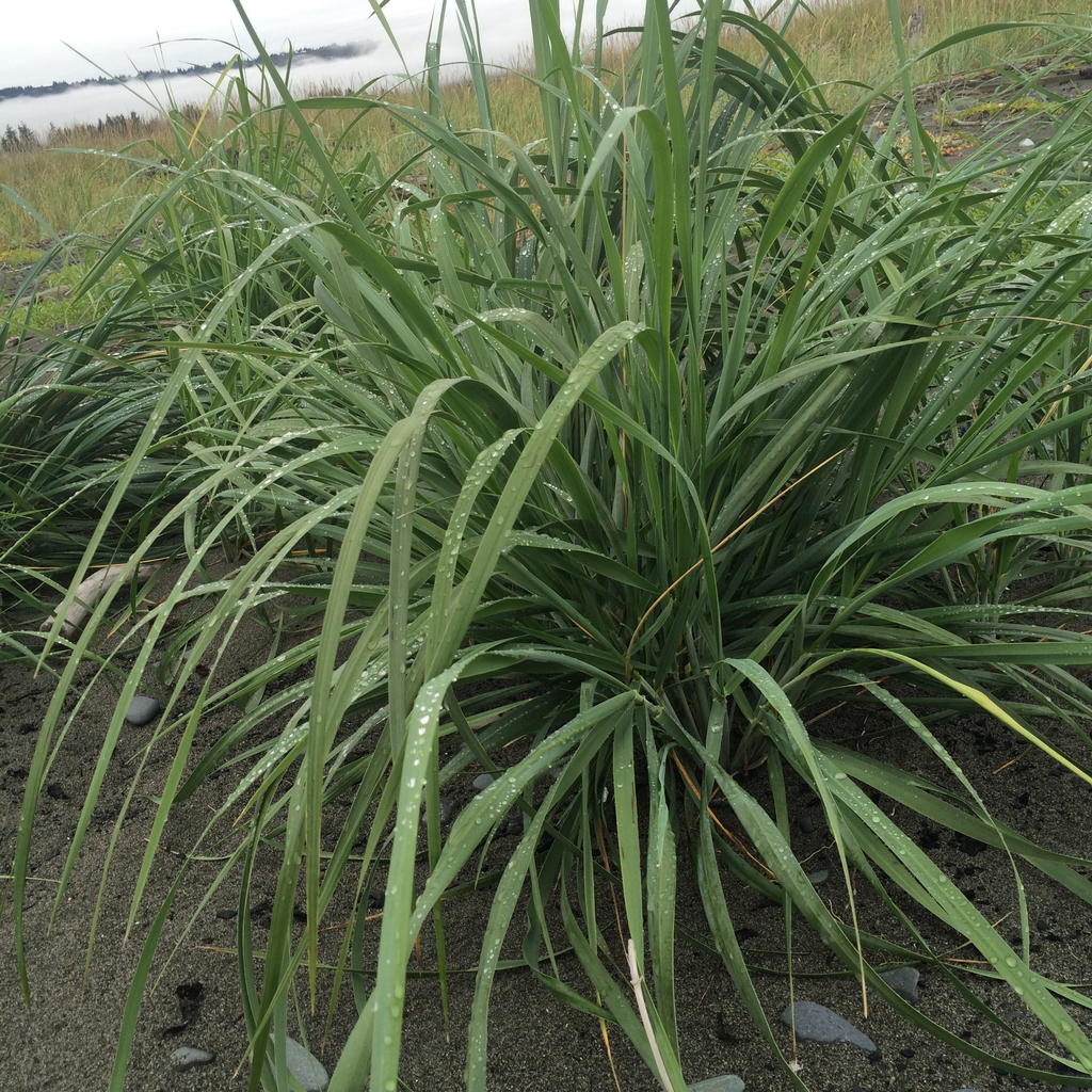 American dune grass (Leymus mollis) - Botanical Realm