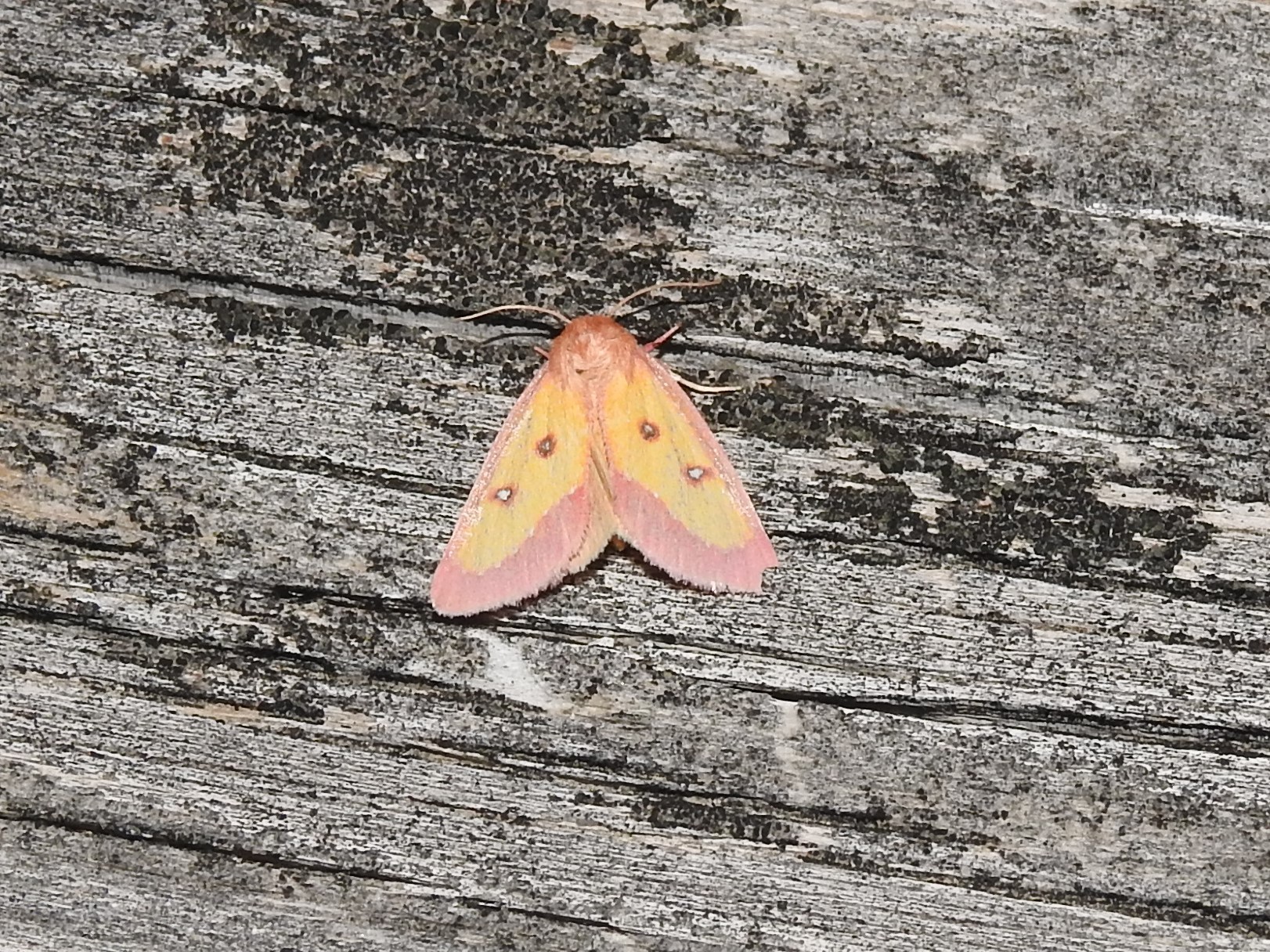 Derrima Walker, 1858