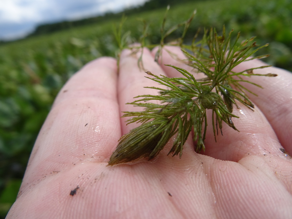 coontail (Lamoka and Waneta Lakes Aquatic Plants) · iNaturalist