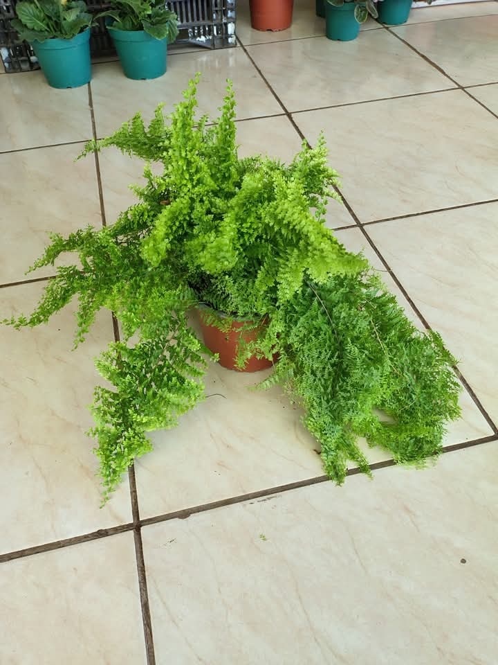 southern sword fern from Departamento del Beni, BO on April 25, 2025 at ...