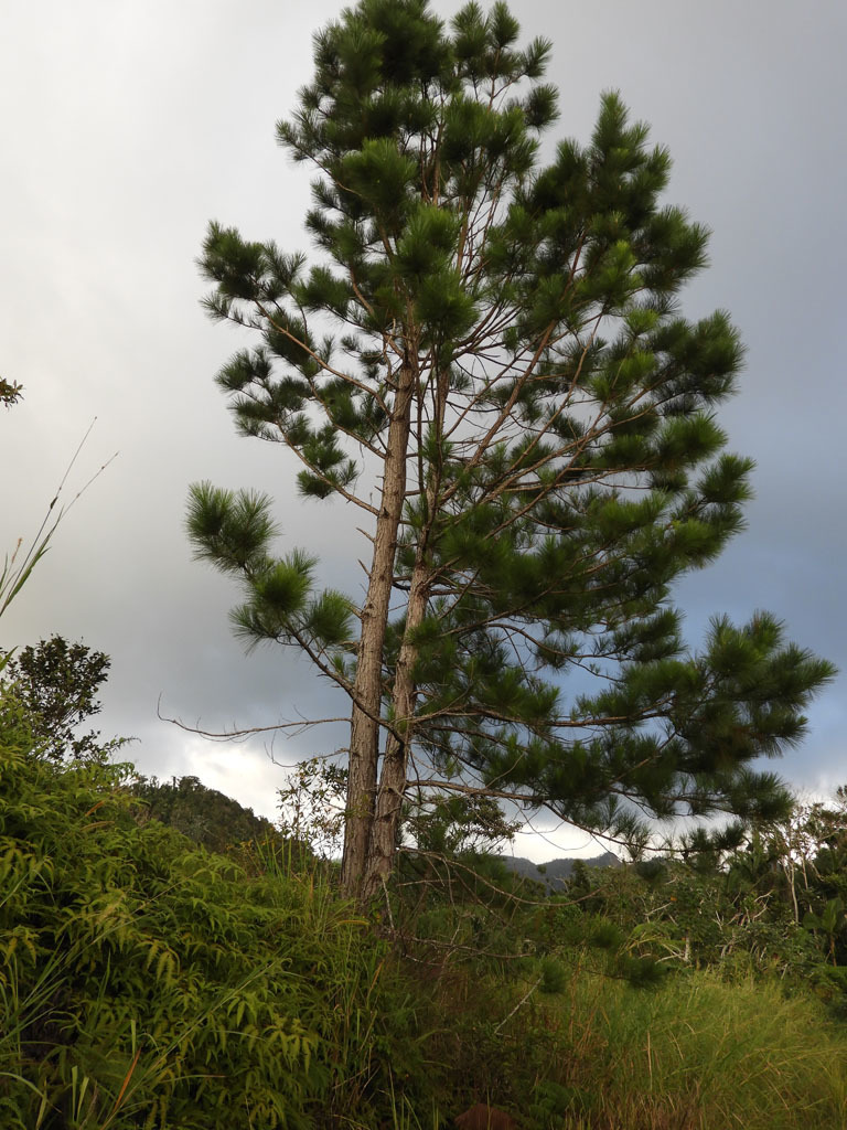 Caribbean pine from Jaguas, Peñuelas 00624, Puerto Rico on December 9, 2018 at 04:35 PM by Mike ...