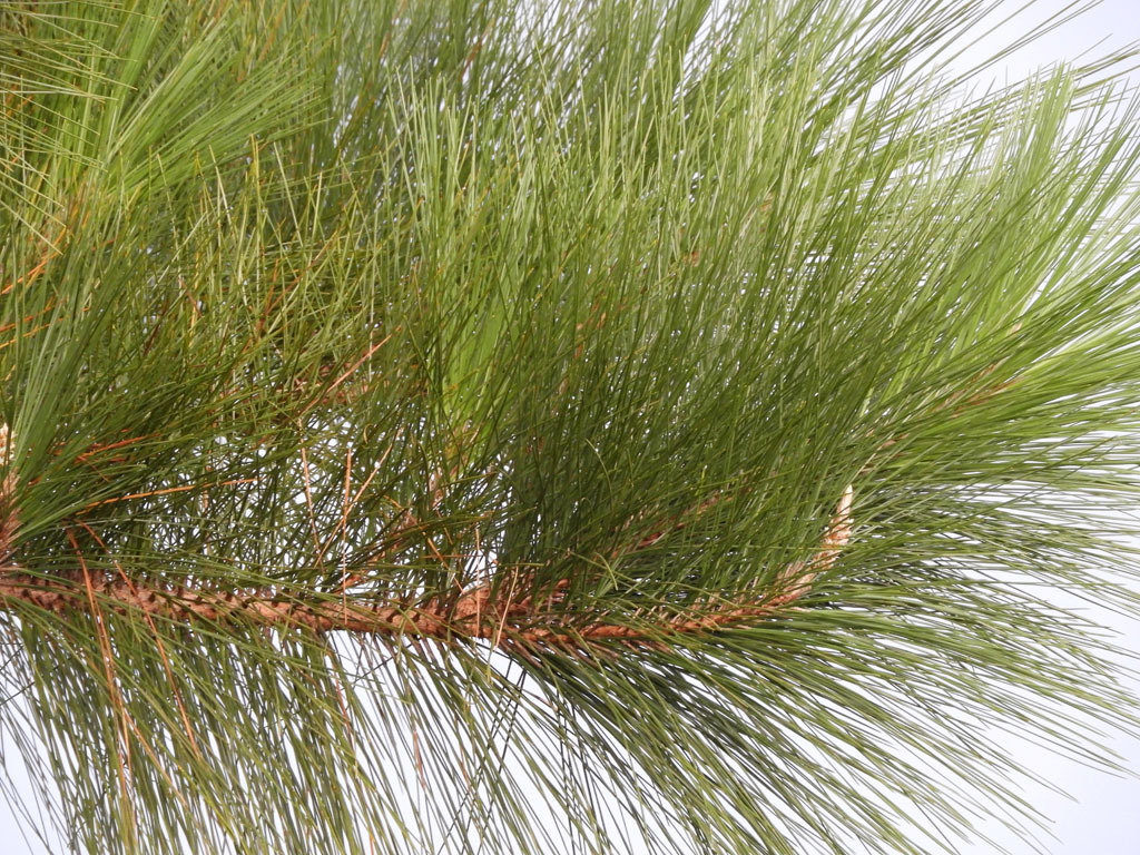 Caribbean pine (Pinus caribaea) - Botanical Realm