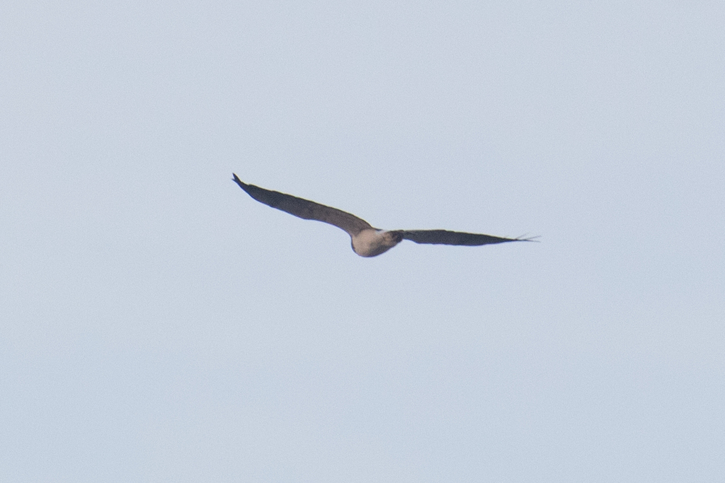 White-tailed Hawk from Villa de Álvarez, Col., México on April 25, 2025 ...