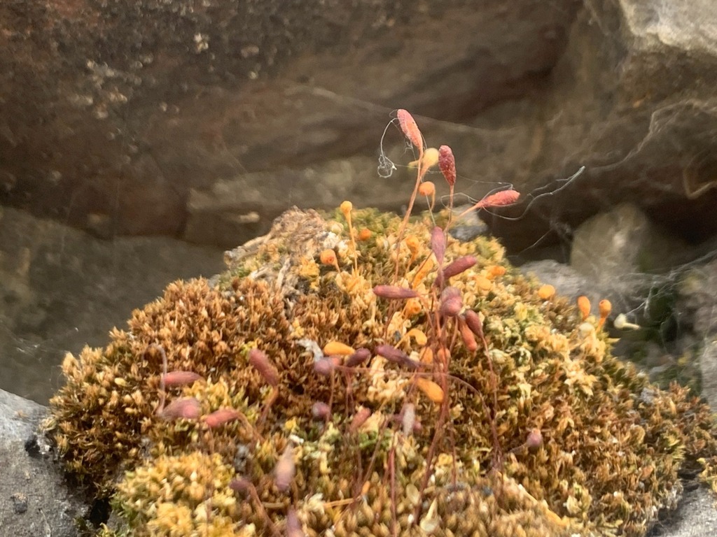 seductive entodon moss from Cerro de Guerrero, Ciudad de México, CDMX ...
