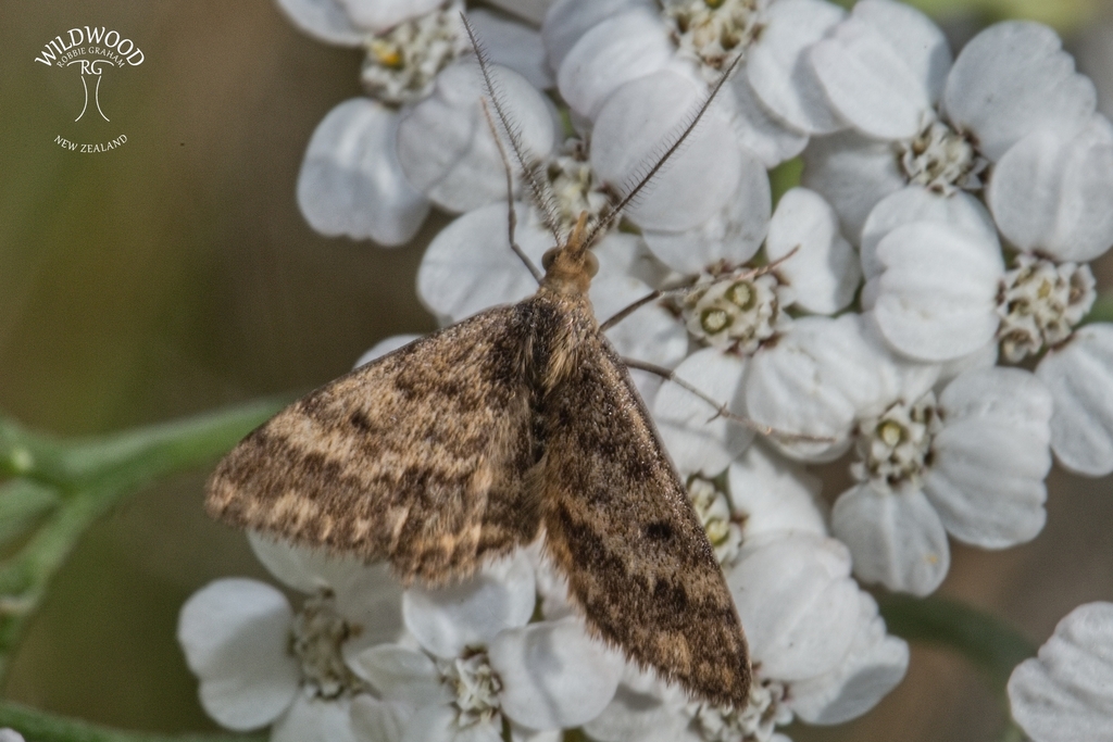 Scopula from Hatepe 3382, New Zealand on April 29, 2025 at 12:00 PM by ...