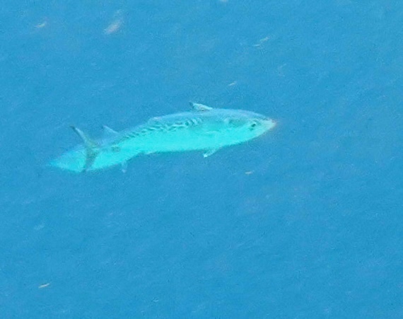 Frigate Tuna (Auxis thazard) - Marine Life Identification