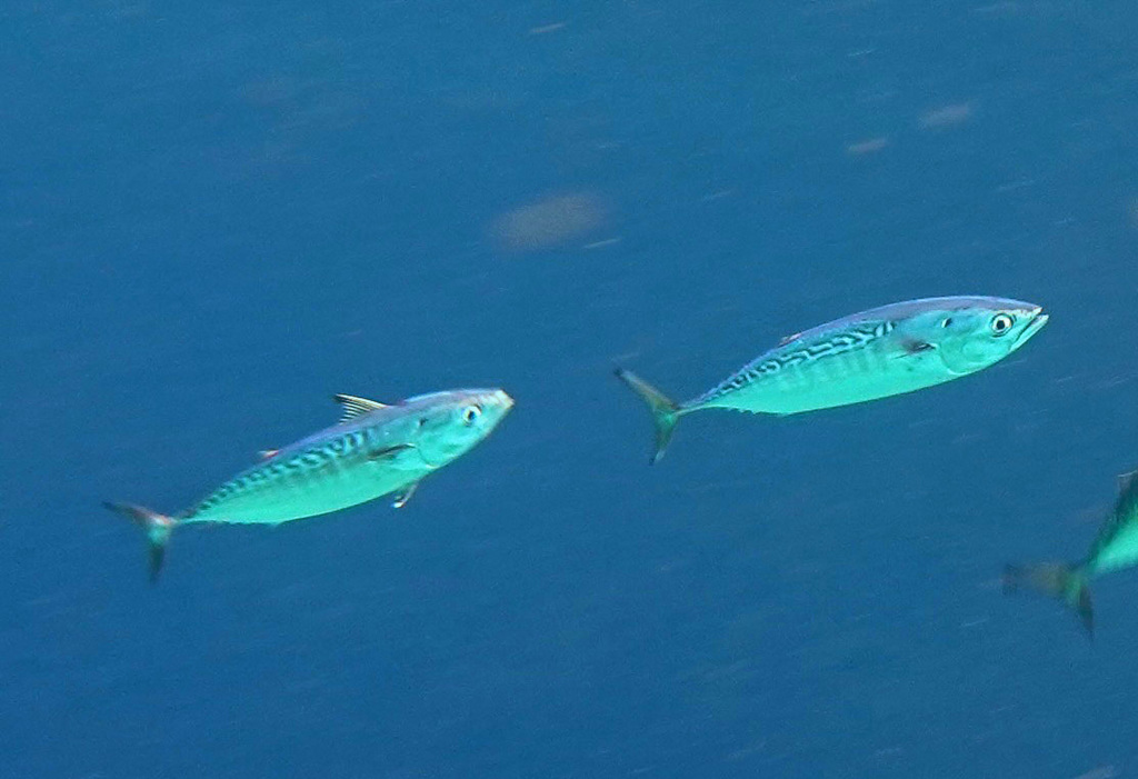 Frigate Tuna (Auxis thazard) - Marine Life Identification