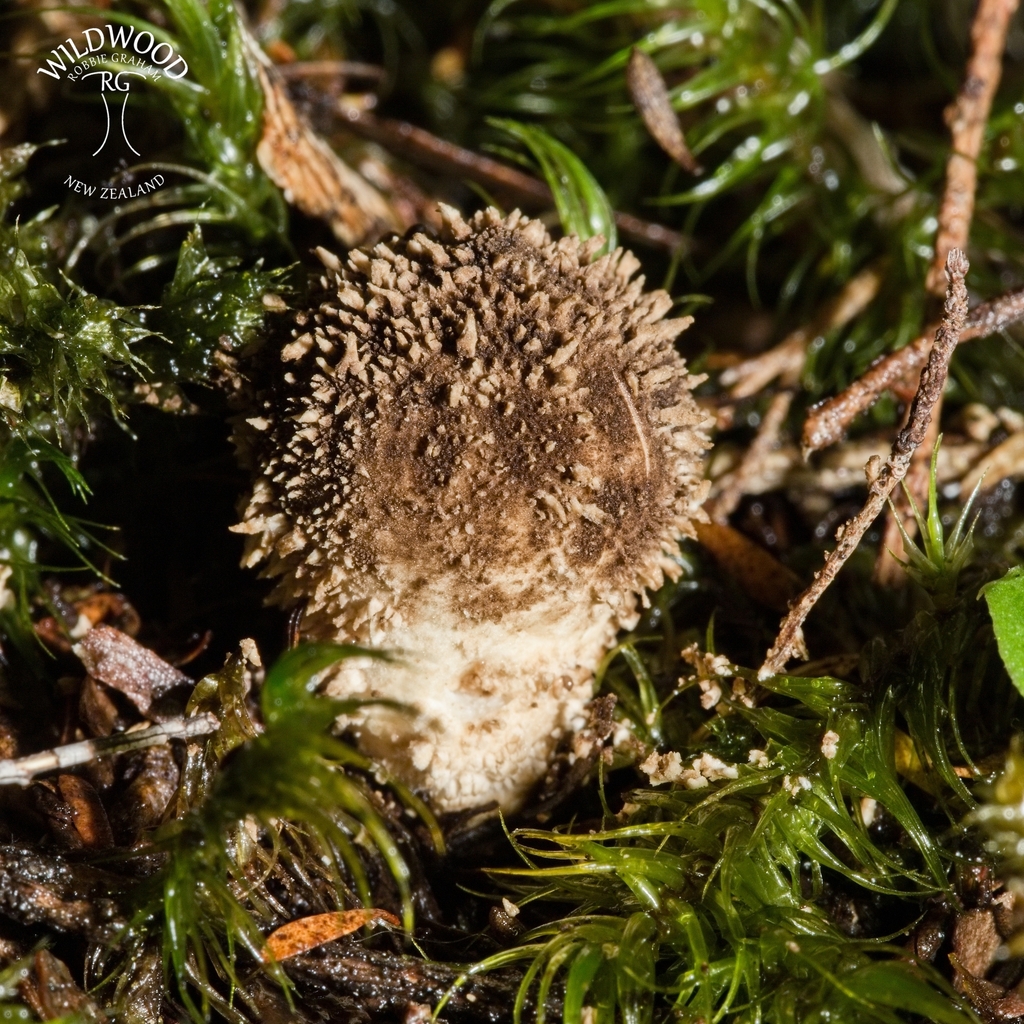 Lycoperdon from Hatepe 3382, New Zealand on April 29, 2025 at 11:05 AM ...