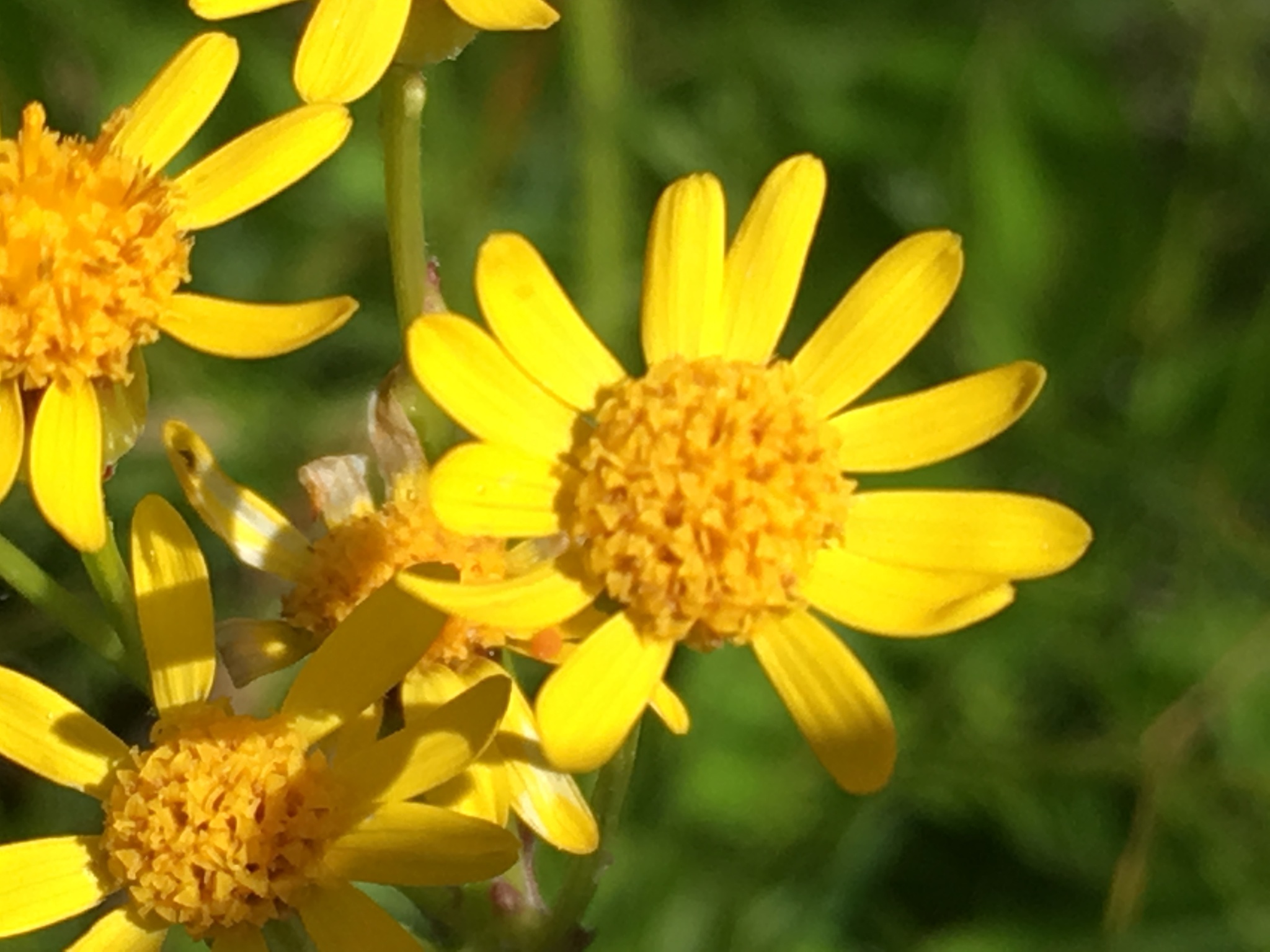 Packera pseudaurea (Rydb.) W.A.Weber & Á.Löve