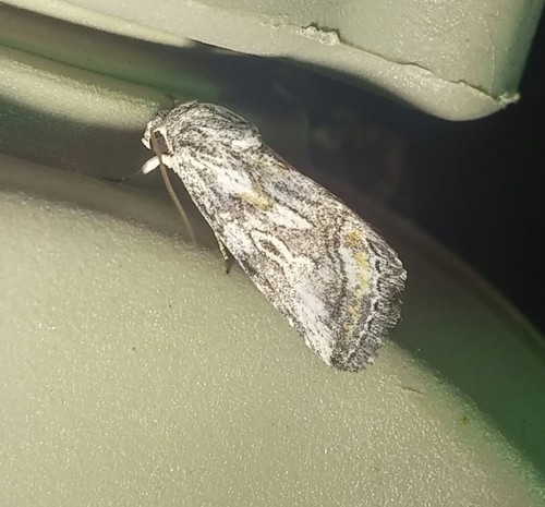 Aleptina junctimacula · iNaturalist