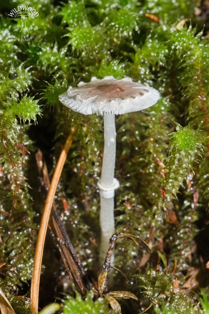 Leucoagaricus from Hatepe 3382, New Zealand on April 29, 2025 at 12:28 ...