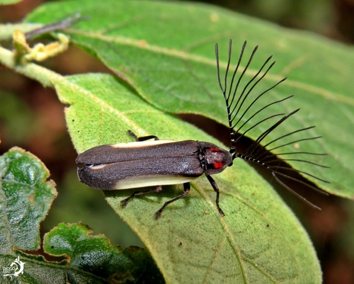 Genus Ethra · iNaturalist