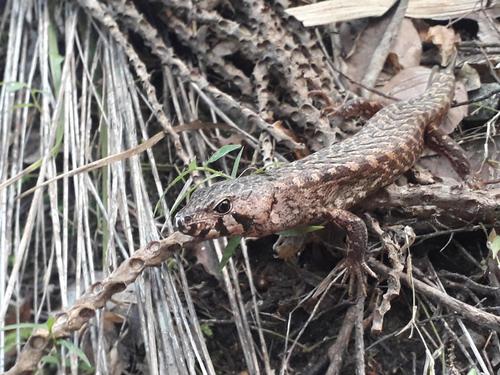 Chevron Skink (Oligosoma homalonotum) · iNaturalist