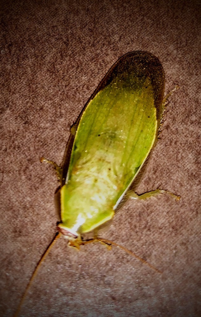 Panchlora from Kilometro 3, Via Hacienda, vereda guayabla, Palmira ...