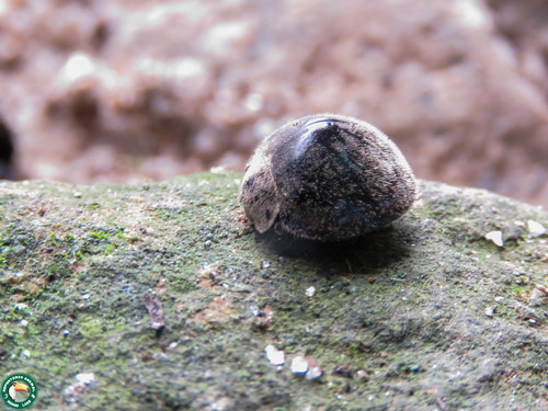 Coeliaria erythrogaster · iNaturalist