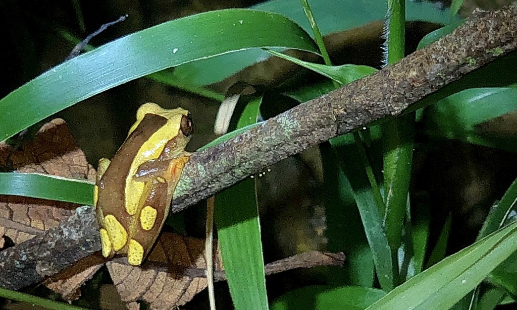 Clown Tree Frog from Manú Province, Peru on January 21, 2018 at 06:54 ...