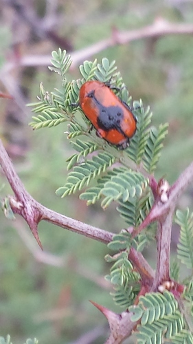 Anomoea nitidicollis · iNaturalist