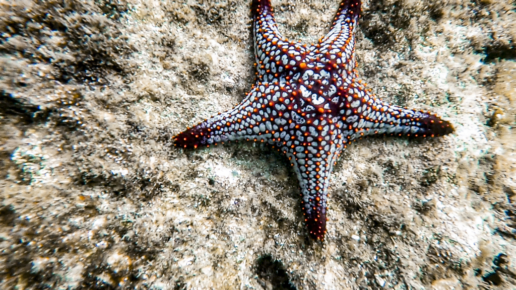 Panamic Cushion Star from Bahía de Loreto, Loreto, MX-BS, MX on April ...
