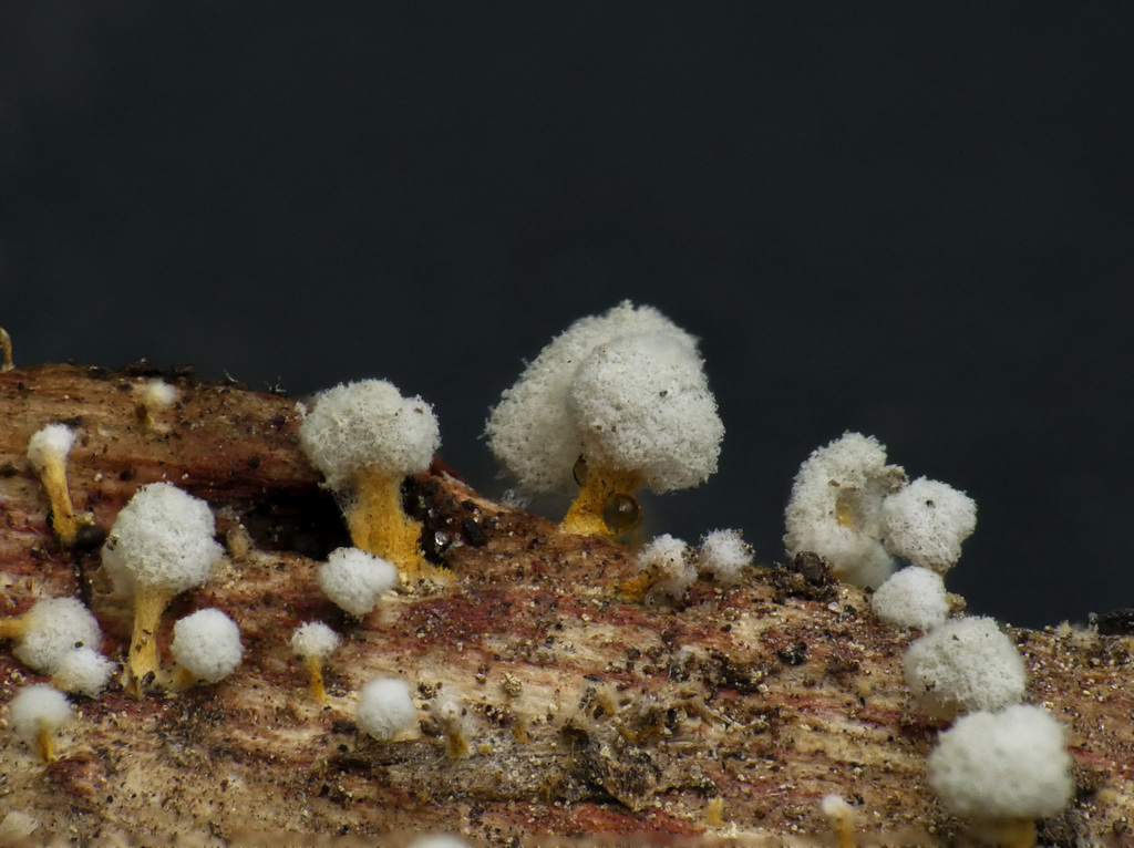 Poronia in May 2018 by David. Stacked images of different parts of some ...