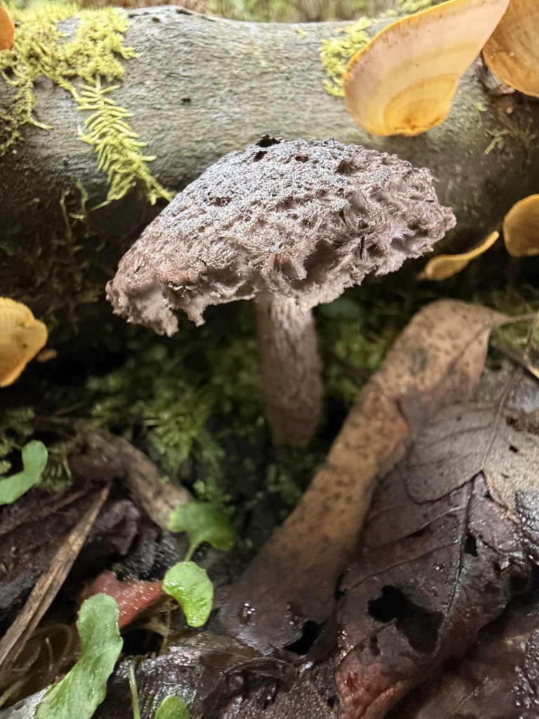 Strobilomyces from Tarago River Forest Reserve, Gentle Annie, VIC, AU ...
