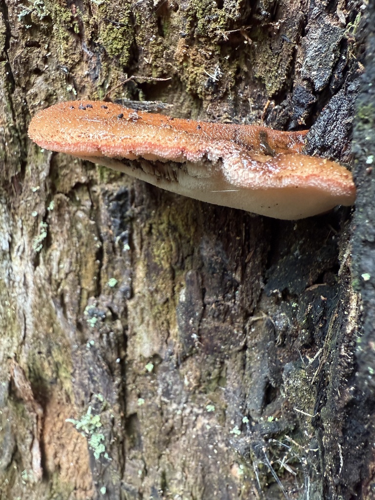 Fistulina spiculifera from Tarago River Forest Reserve, Gentle Annie ...