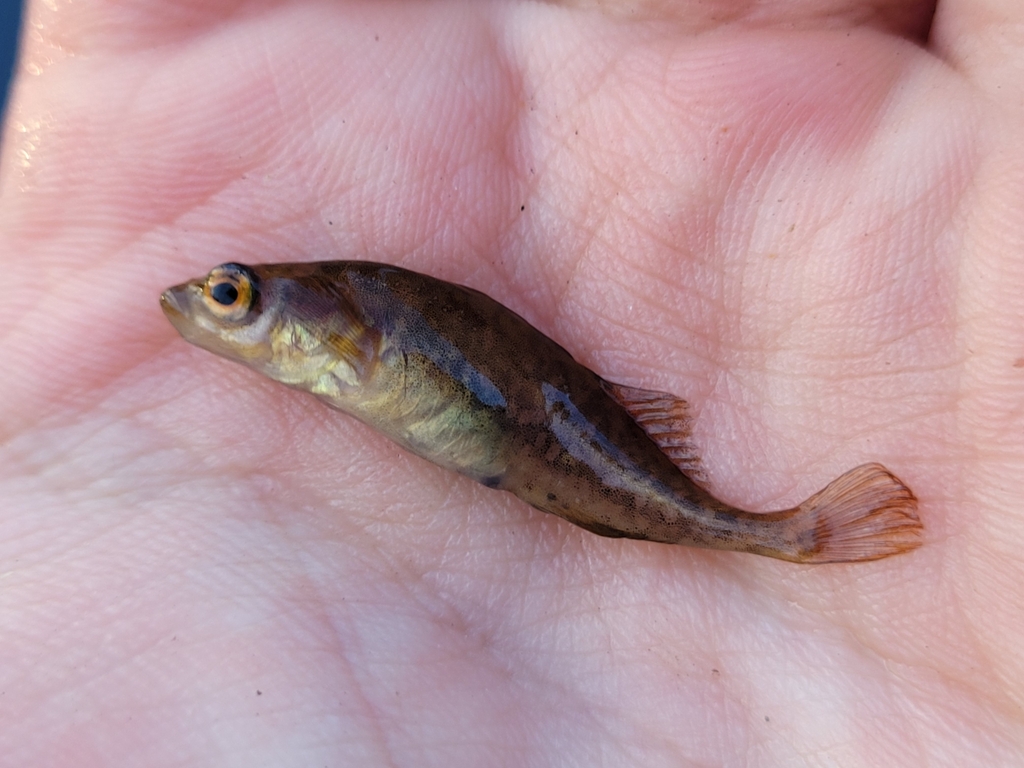 Brook Stickleback from Haute-Aboujagane, NB E4P 5N8, Canada on April 25 ...