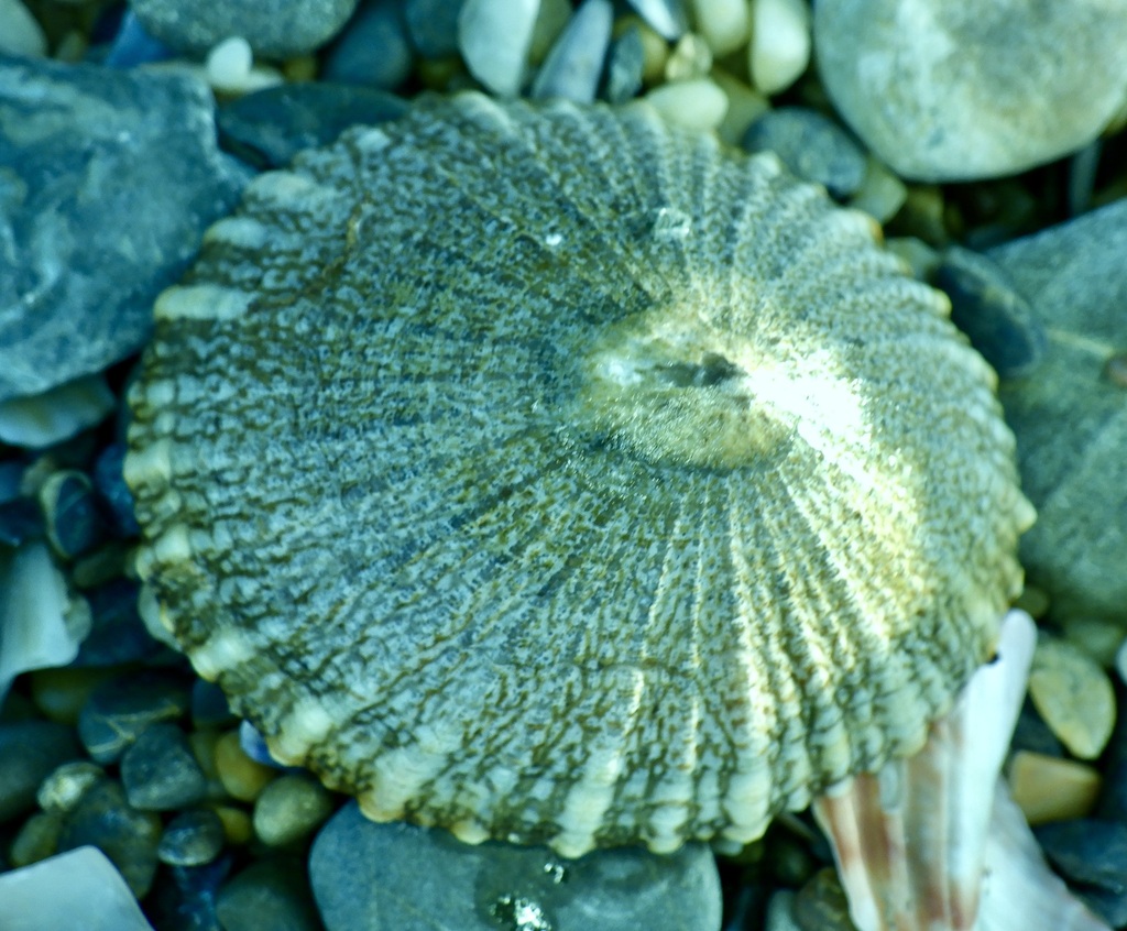 Variegated limpet from Burleigh Heads Rocky Shores, QLD, Australia on ...