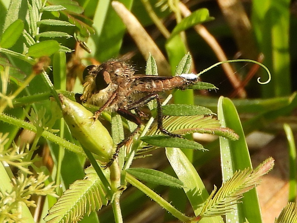 False Bee-Killer from Harris County, TX, USA on April 27, 2025 at 07:23 ...