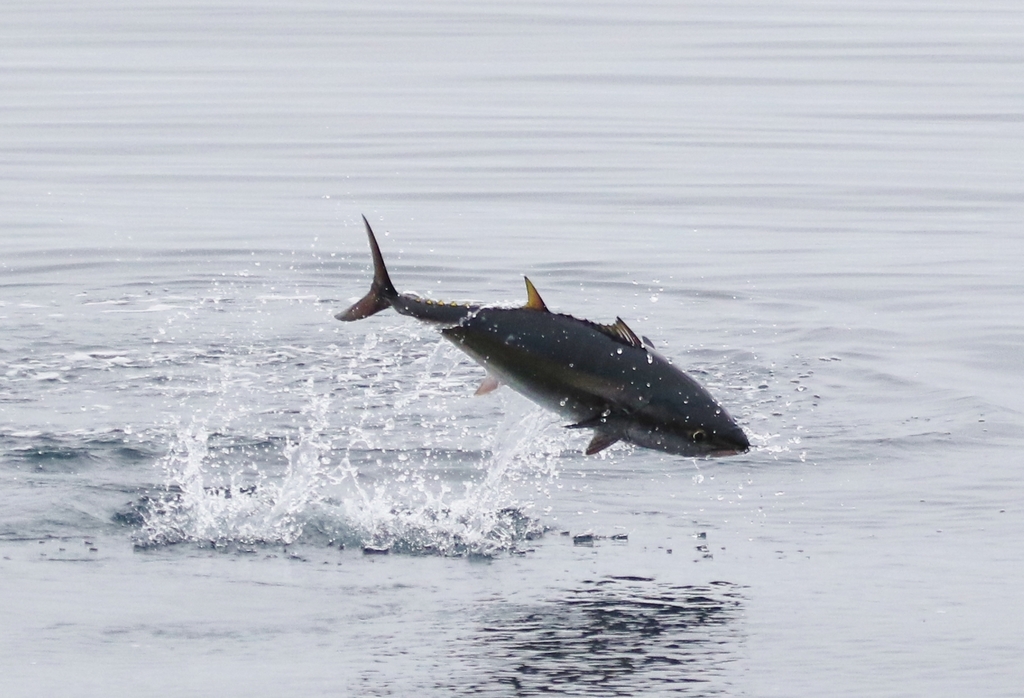 Pacific Bluefin Tuna (Thunnus orientalis) - Marine Life Identification