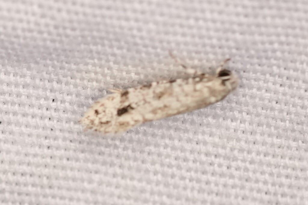 Brown-spotted Diachorisia Moth from East Baton Rouge Parish, LA, USA on ...