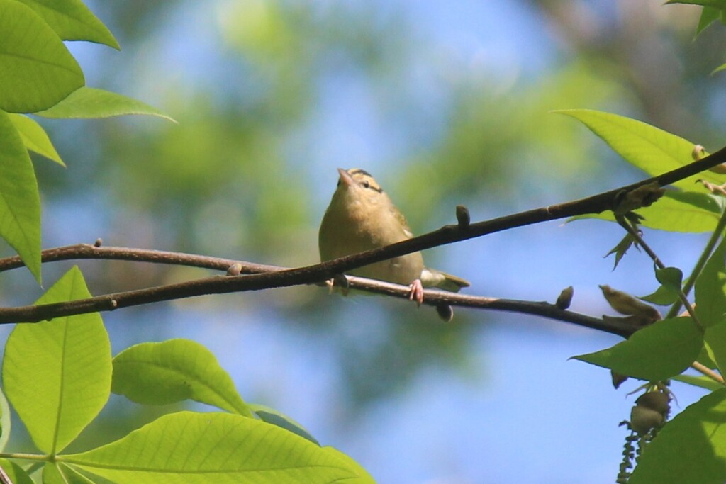 Worm-eating Warbler from Ellanor C. Lawrence Park, 5040 Walney Rd ...