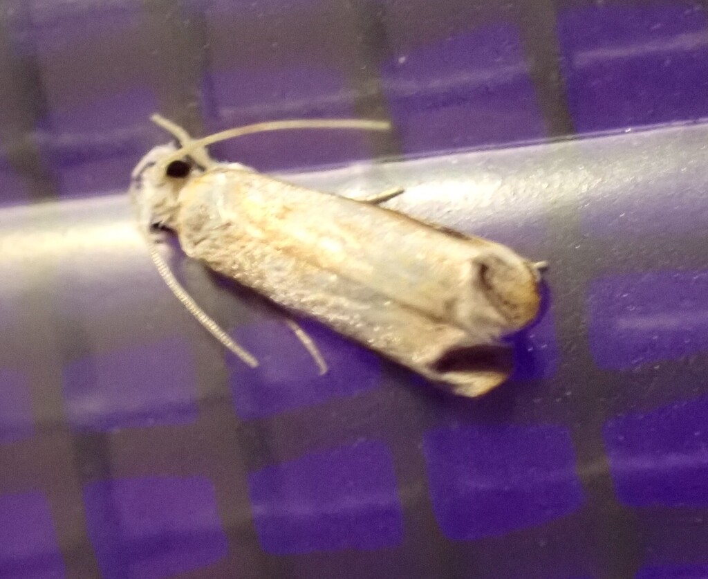 Hawaiian Dancing Moth from Dunedin, FL, USA on April 28, 2025 at 08:42 ...