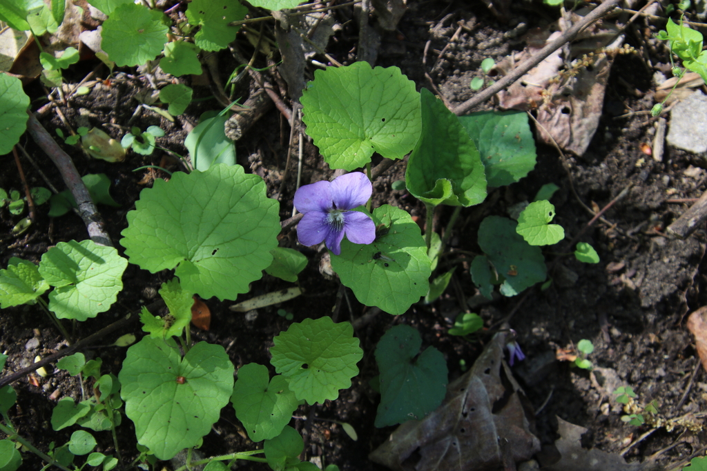 eastern American blue violets from Loudoun County, VA, USA on April 27 ...